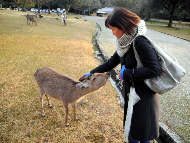 Hand Feeding Wild Deer in Nara Park - The Real Japan Hand Feeding Wild Deer in Nara Park - The Real Japan