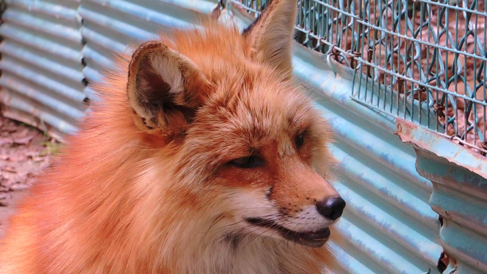 Beautiful Foxes at Zao Fox Village - The Real Japan
