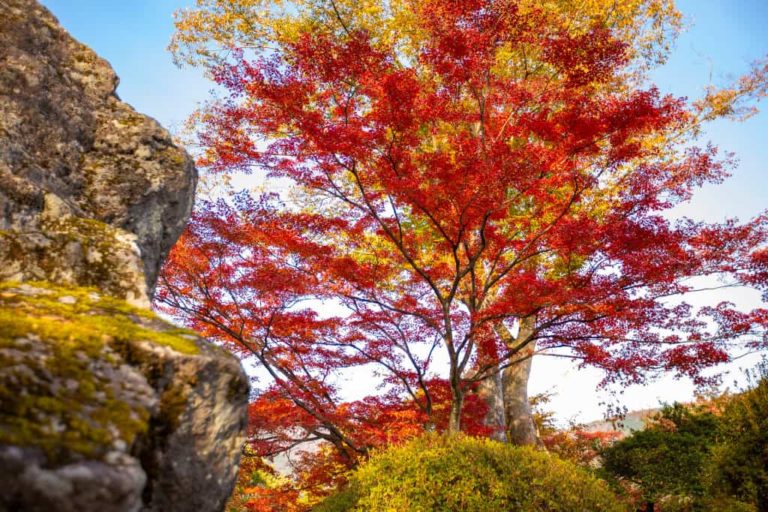 6 Magical Spots to See Spectacular Autumn Leaves in Japan - The Real Japan