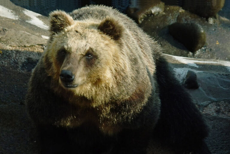 UPDATED! Japan’s Wildlife - Beyond Beauty and Into The Wild - The Real ...